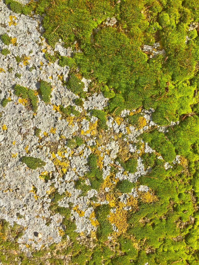 Natural Texture of Moss on the Soil Stock Photo - Image of resource ...