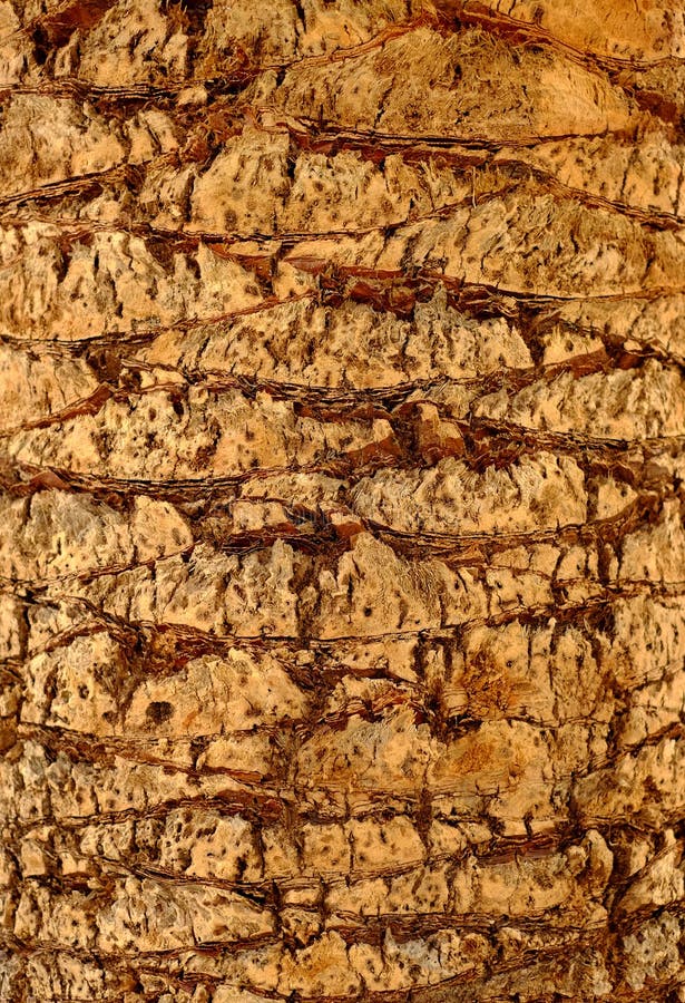 Natural Texture of a Natural Bark Tree Material. Stock Image - Image of ...