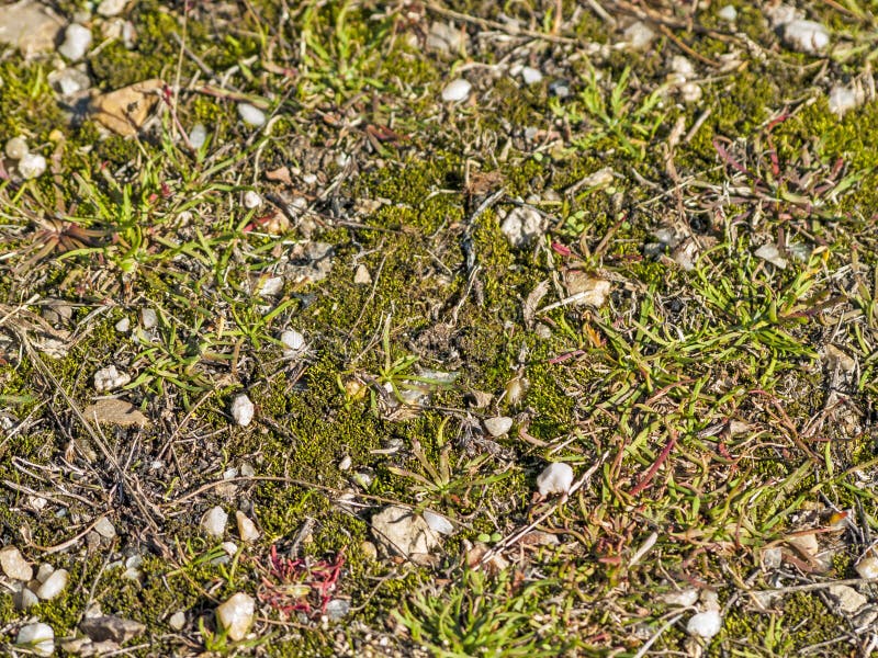 6,736 Natural Texture Moss Soil Stock Photos - Free & Royalty-Free ...