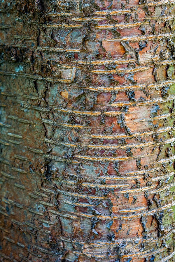 Natural Texture of Old Cherry Tree Bark. Tree Bark Texture Stock Image ...