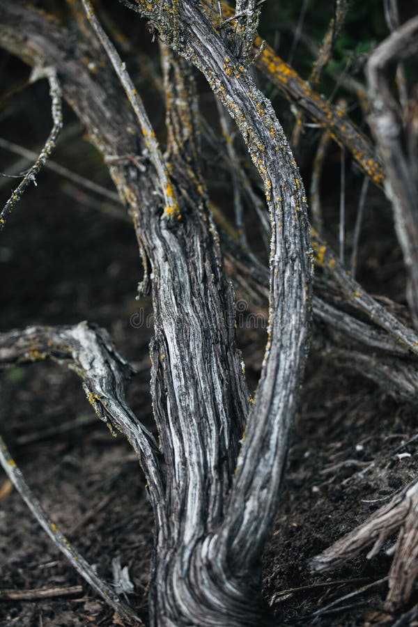 Natural Texture with Old Dry Tree Roots Stock Photo - Image of natural ...