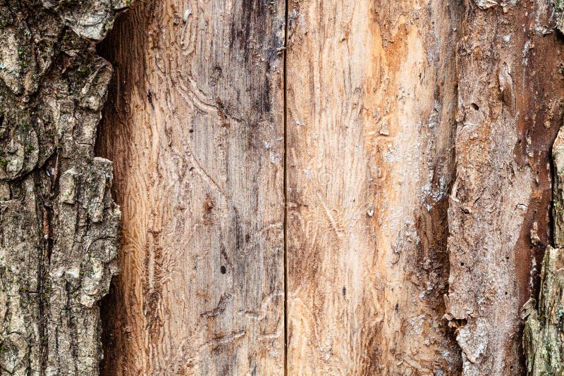 Pine Tree Trunk with Peeled Bark Close Up Stock Photo - Image of ...