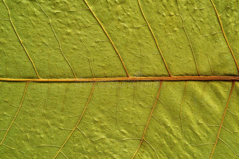 Natural texture of a plant stock image. Image of color - 103765635