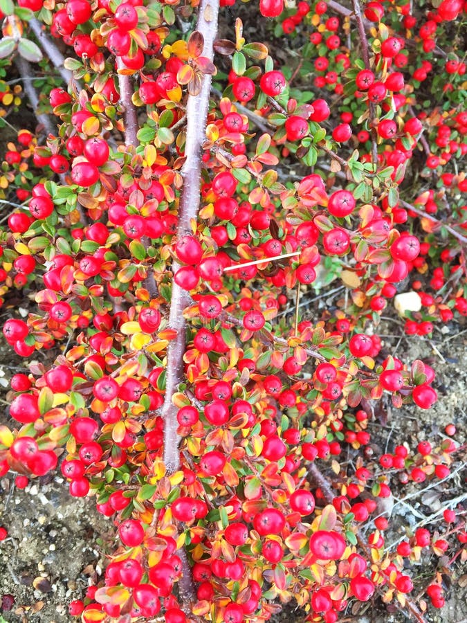 Natural Texture of Red Fruits Stock Photo - Image of abstract, design ...