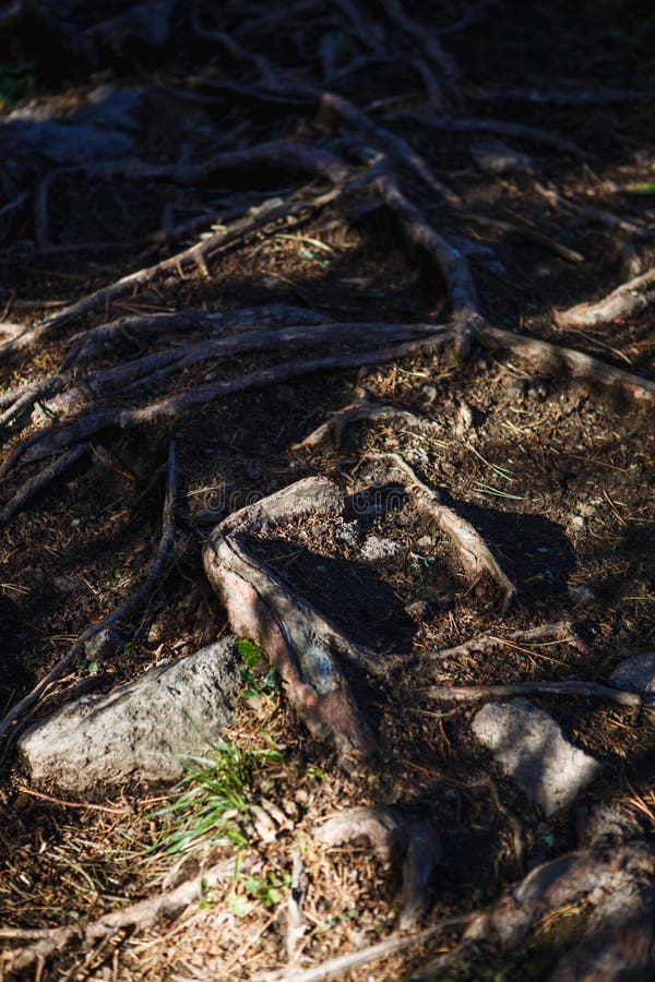 The Texture of the Roots and Stems of the Adenium Plant Stock Photo ...