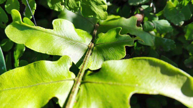 Natural Texture of Small Dense Leaves Stock Image - Image of small ...