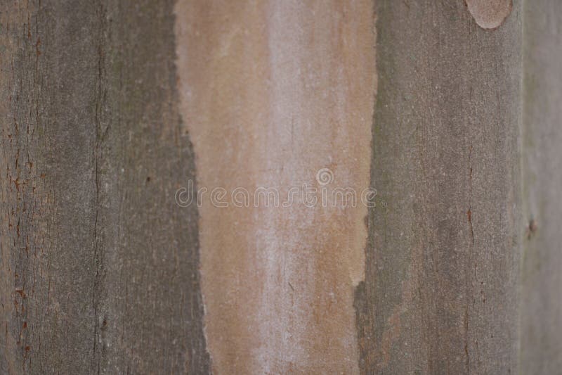 Natural Texture: the Smooth Bark of a Tree Stock Image - Image of ...