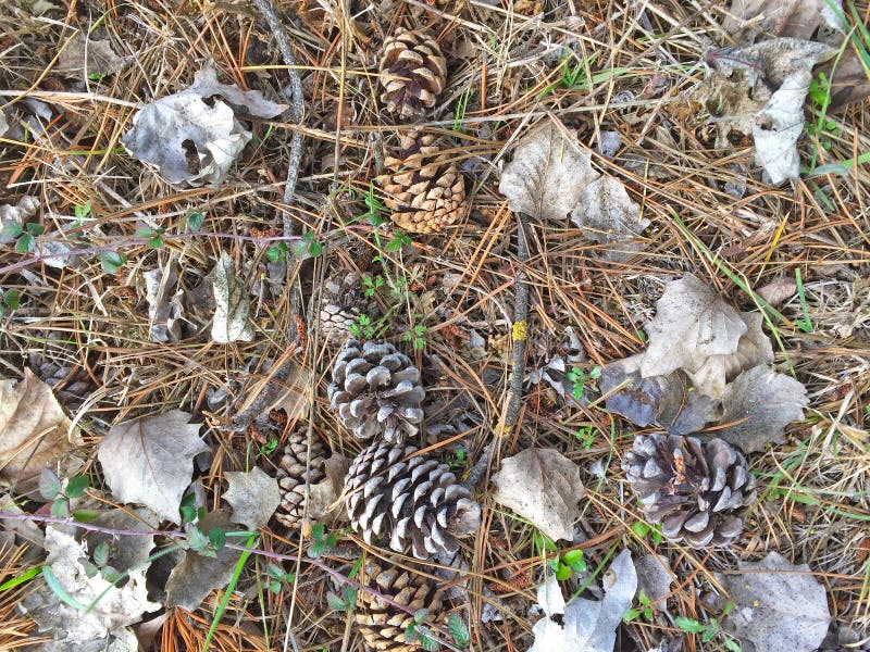 Natural Texture of the Soil of the Forest on Autumn Stock Photo - Image ...