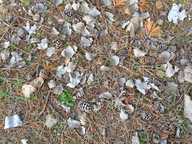 Natural Texture of the Soil of the Forest on Autumn Stock Photo - Image ...