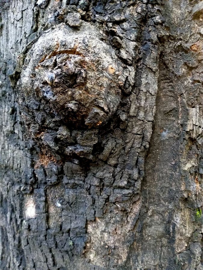 The Natural Texture of Stained Dark Grey with Circle Texture Tree Bark ...