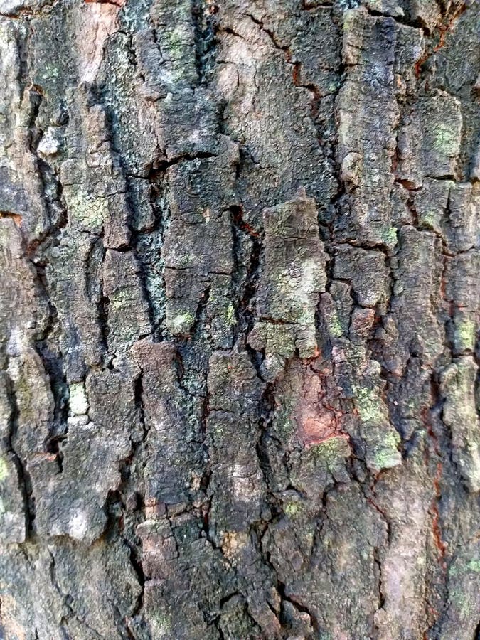 The Natural Texture of Stained Dark Grey Tree Bark in the Forest Stock ...