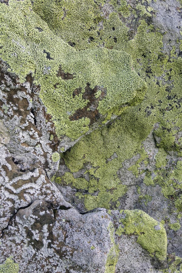 Natural Texture of a Stone Covered with Yellow and White Lichen. Lichen ...