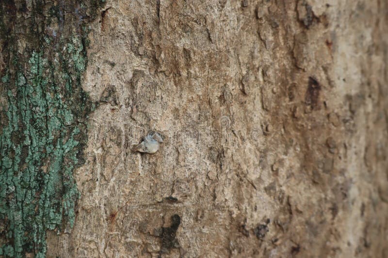 The Natural Texture of Tree Bark Holds the Story of the Passage of Time ...