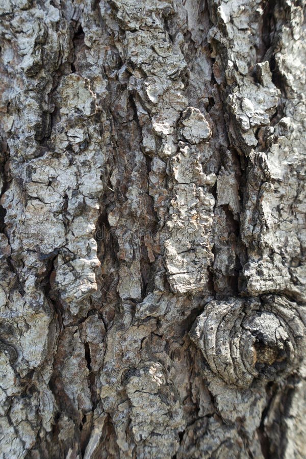 Bark of plane tree stock image. Image of frame, plank - 166902067