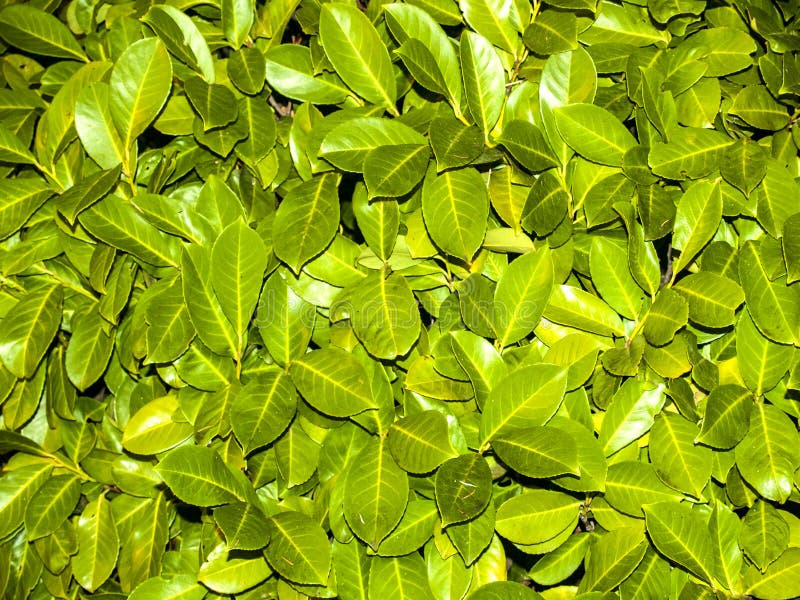 Natural texture of a tree stock image. Image of gardening - 80647411