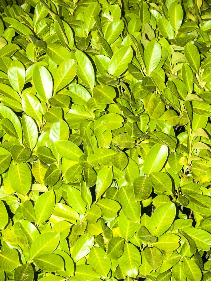 Natural texture of a tree stock photo. Image of inspiration - 80647796