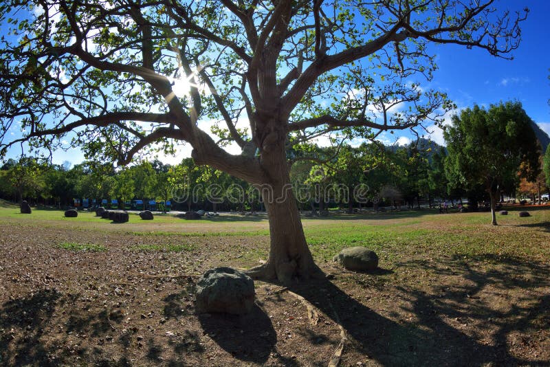 Natural Texture of the Trees on the Mountain Stock Photo - Image of ...