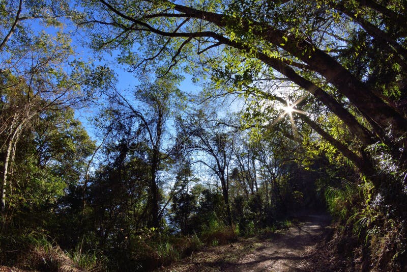 Natural Texture of the Trees on the Mountain Stock Image - Image of ...