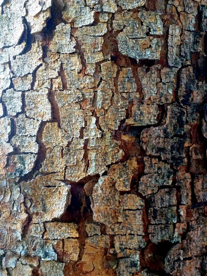 The Natural Texture of Vibrant Orange Stained Dark Grey Black Blue Tree ...