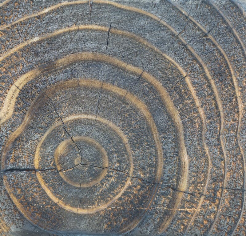 The Natural Texture and Wood Pattern of Gnarl Stock Image - Image of ...