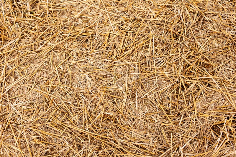 Natural Textured Abstract Background of Dry Haystack. Stock Image ...