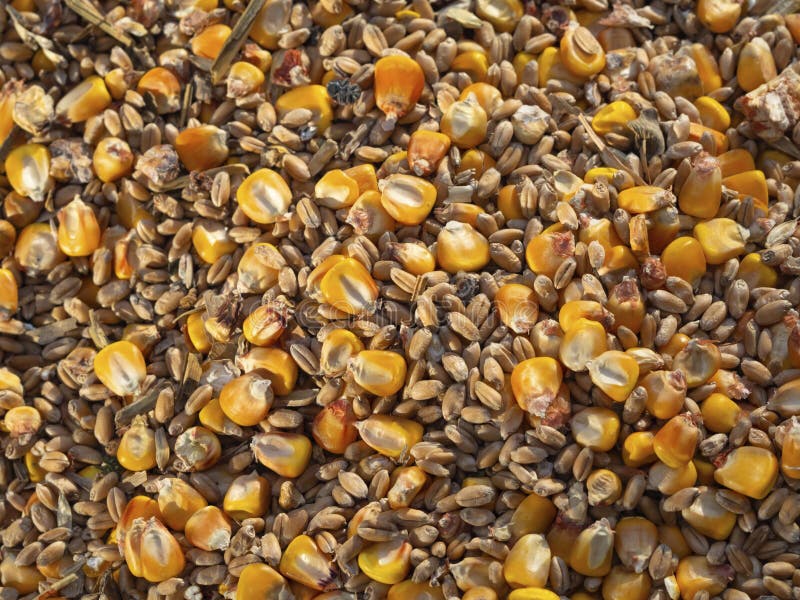 Natural Textured Background of a Grain Mixture of Wheat and Corn Maize ...