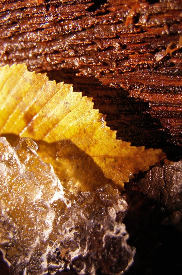 Natural textures stock photo. Image of quiet, fall, beautiful - 3166182