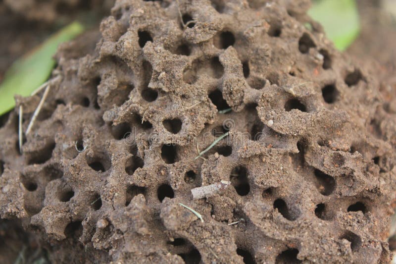 Natural Textures. Ant Tunnels Inside an Abandoned Anthill Stock Image ...