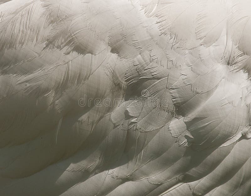 Natural Textures and Patterns Stock Image - Image of natural, design ...