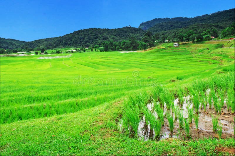 Natural Thai rice field stock image. Image of leaf, mountain - 44469641