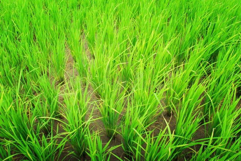 Natural Thai rice field stock image. Image of mountain - 44469823