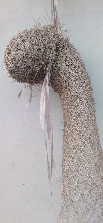 Natural Things so Lovely ????was Build by Bird Stock Photo - Image of ...