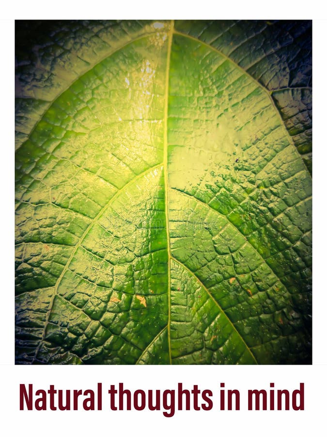 Natural Thoughts in Mind Concept Displaying with Leaf Image Stock Photo ...