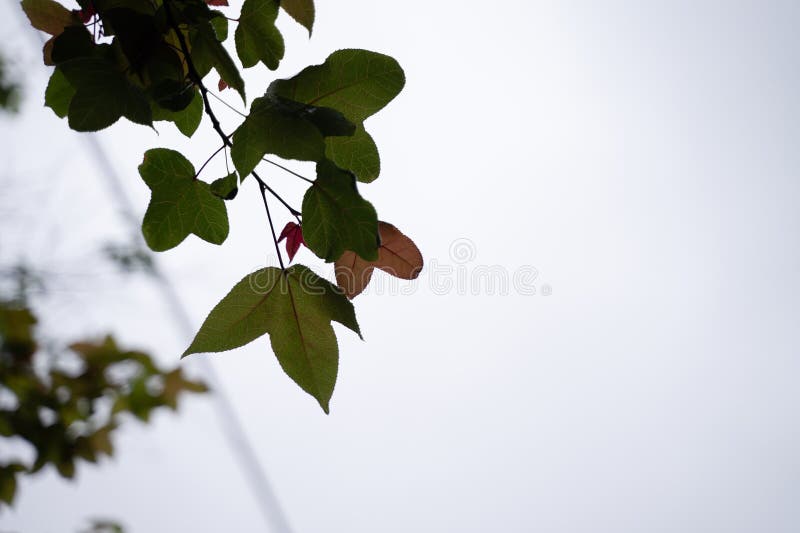 Natural Three-lobed Leaf Branch, White Background Stock Image - Image ...