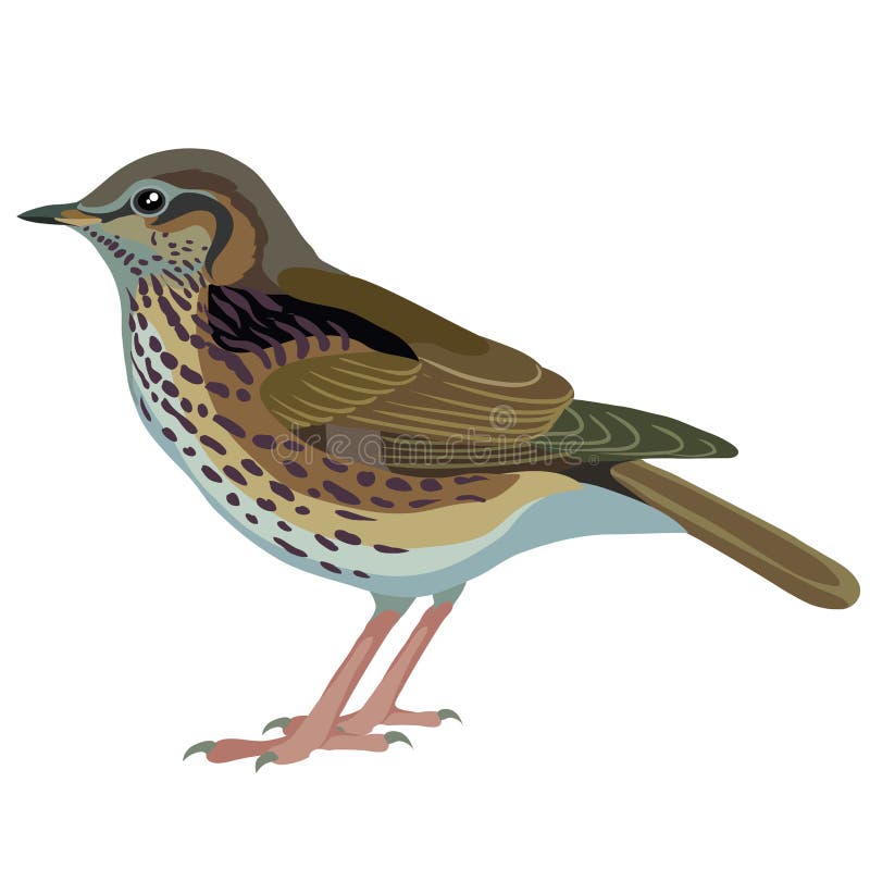 Song Thrush Stock Illustrations – 294 Song Thrush Stock Illustrations ...