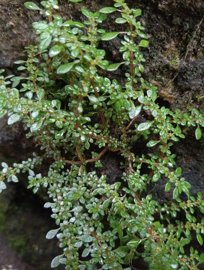 Natural Time Rain Jungle Escape Stock Image - Image of rain, jungle ...