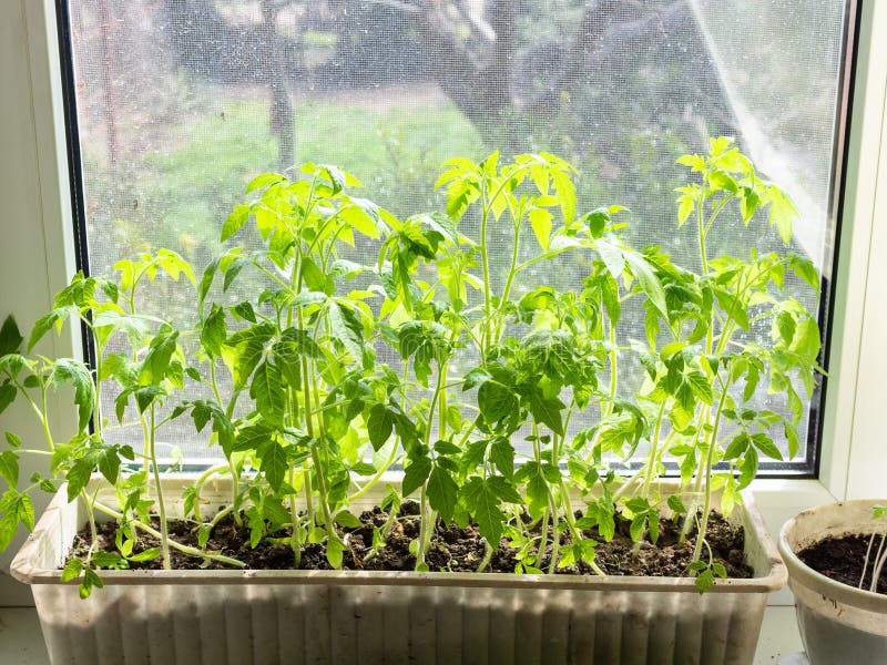Natural Tomato Seedlings in Box on Window Sill Stock Photo - Image of ...