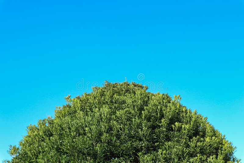 Natural Top Part of Green Leaves Tree with Blue Sky Copy Space ...