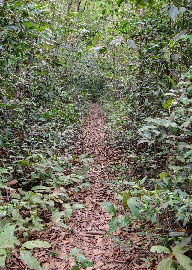 Natural trail stock photo. Image of scenery, fall, ground - 28973488