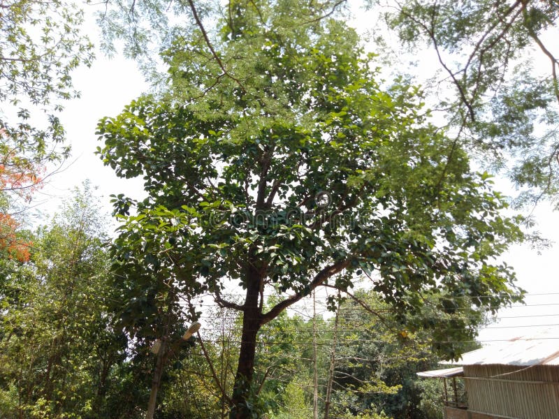 Natural tree 01 stock photo. Image of autumn, tree, garden - 218895974