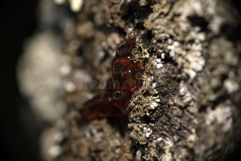 Natural Tree Amber Resin Macro Stock Photo - Image of background ...