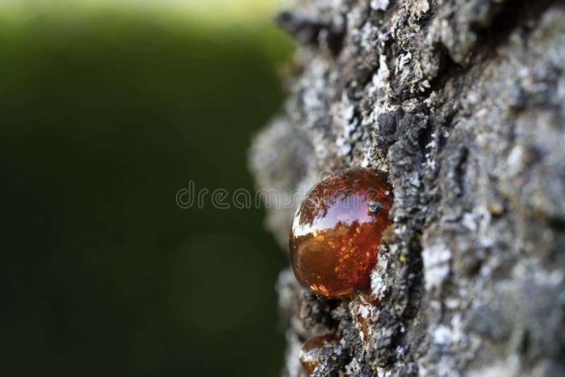 Natural Tree Amber Resin Macro Stock Image - Image of orange, beauty ...