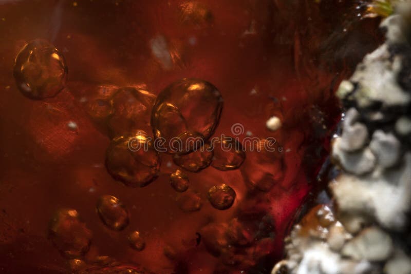 Natural Tree Amber Resin Macro Stock Photo - Image of amber, background ...