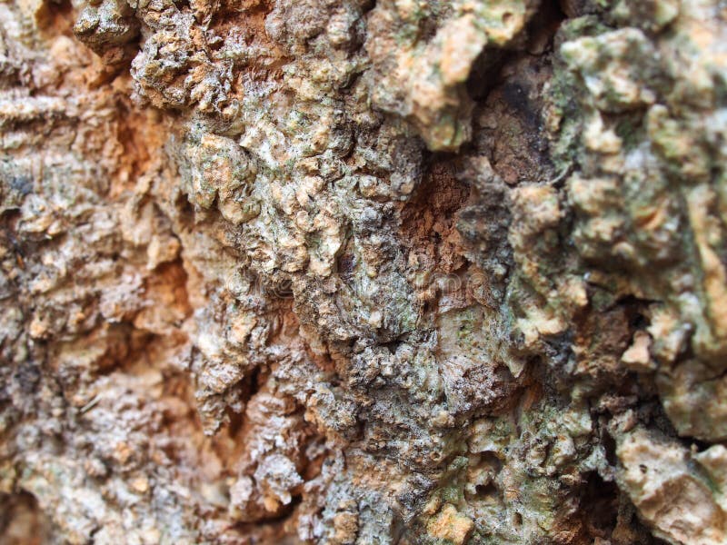The natural tree bark stock photo. Image of wooden, bark - 48015362