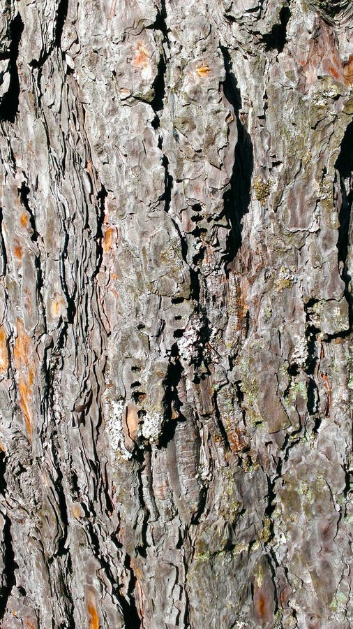 Natural tree bark pattern stock photo. Image of pattern - 159485436