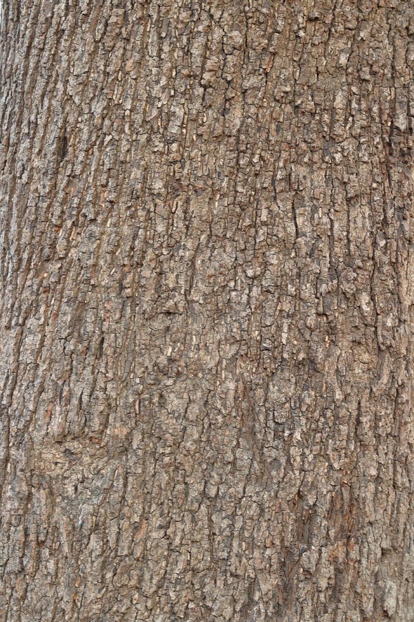 Tree Bark Texture with Beautiful Natural Collors Stock Photo - Image of ...