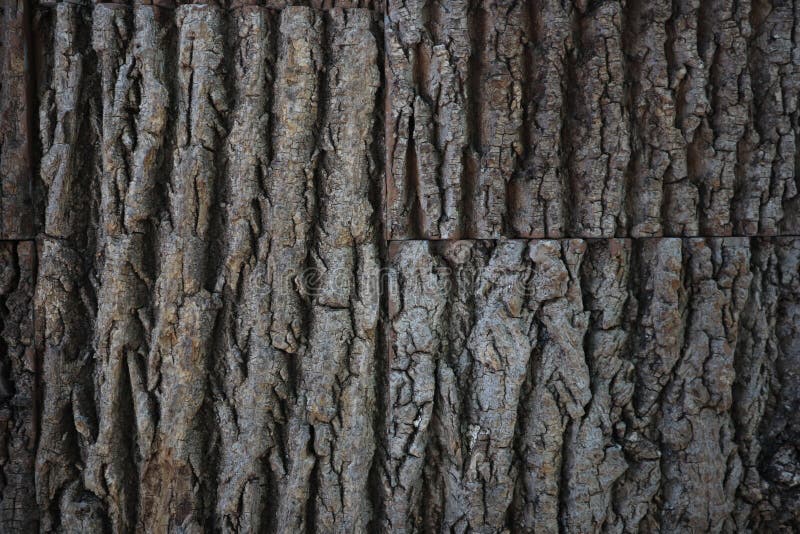 Natural Tree Bark Texture. Seamless Tree Bark Texture. Endless Wooden ...