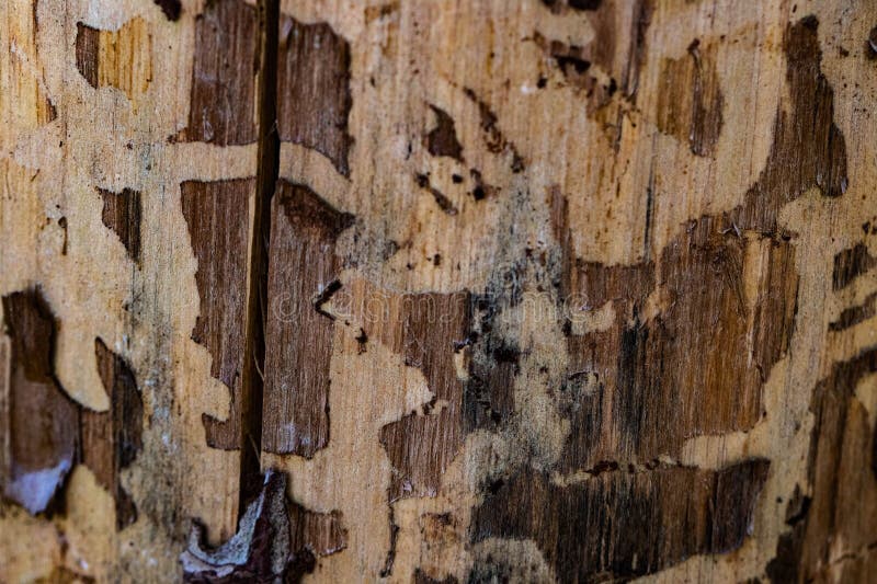 Natural Tree Bark Textures Collection Stock Image - Image of charred ...