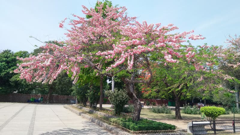 Natural Tree with Beautiful Flowers Stock Image - Image of flower ...