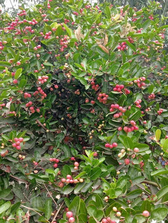 Natural Tree Beautiful Plase Nic Stock Image - Image of tree, natural ...